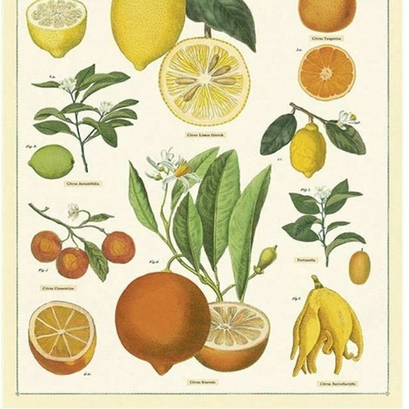 Cavallini | Accessories | Cavallini Papers Co Citrus Vintage Image ...
